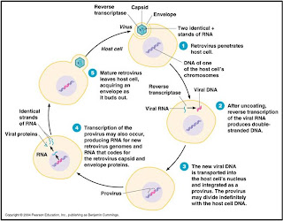 All about Viruses: Retroviridae and Flaviviridae