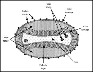 All about Viruses: Poxviridae