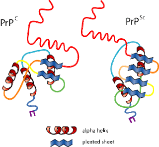 All about Viruses: Prions, Viriods and Virusoids