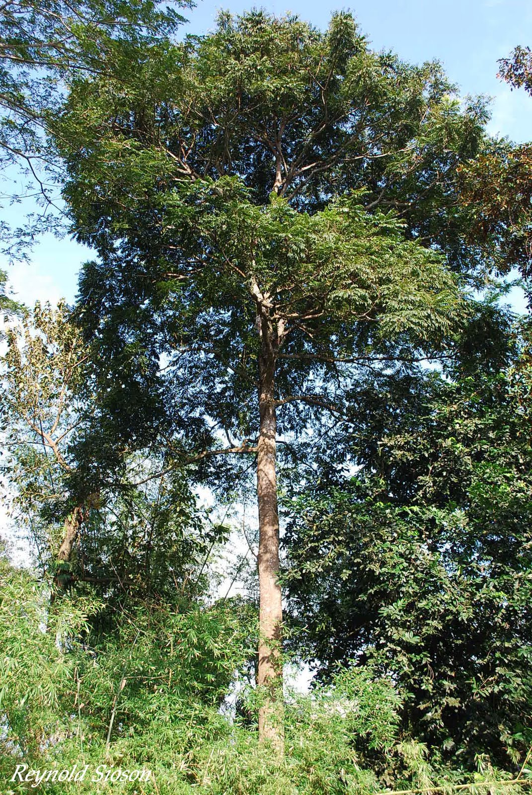 Secret disclosed!: Hidden Origin