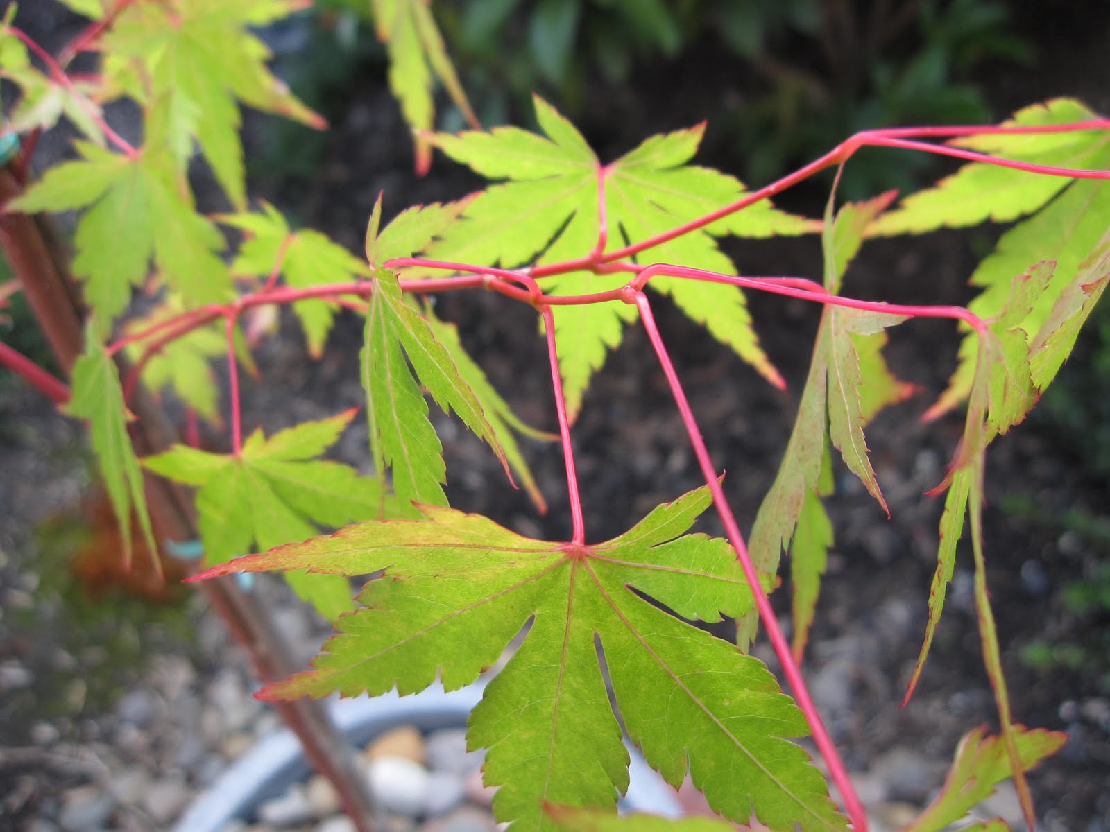 MulchMaid: I like red.