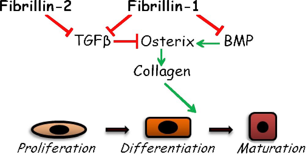 BE115's Tissue Engineering Blog: Fibrillin-1 and -2 differentially ...