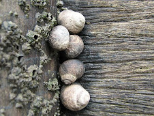 Ruxton Island Retreat