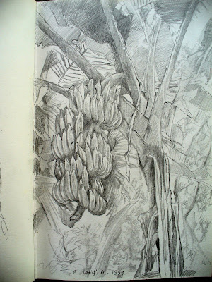 Drawing Lakaran pokok pisang ~ Drawings by Latif Maulan