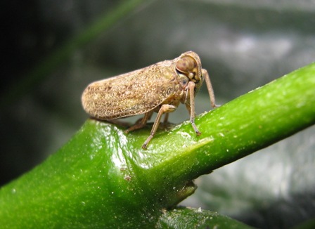 Guayabal de Síquima y su Biodiversidad.: Reino: Animal. Orden: Homópteros.