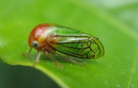 Guayabal de Síquima y su Biodiversidad.: Reino: Animal. Orden: Homópteros.