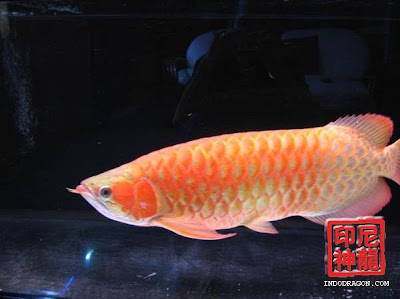 dicky fish