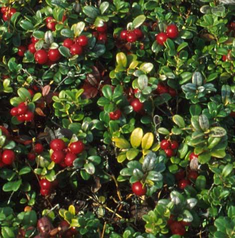 PIANTE MEDICINALI: MIRTILLO ROSSO