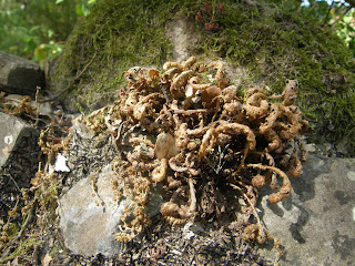 Rflx-s: LA DORADILLA COMO PLANTA MEDICINAL.