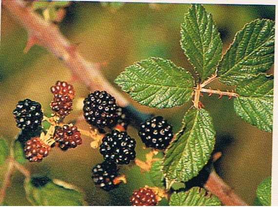 Rflx-s: ZARZA ( Rubus fruticosus)