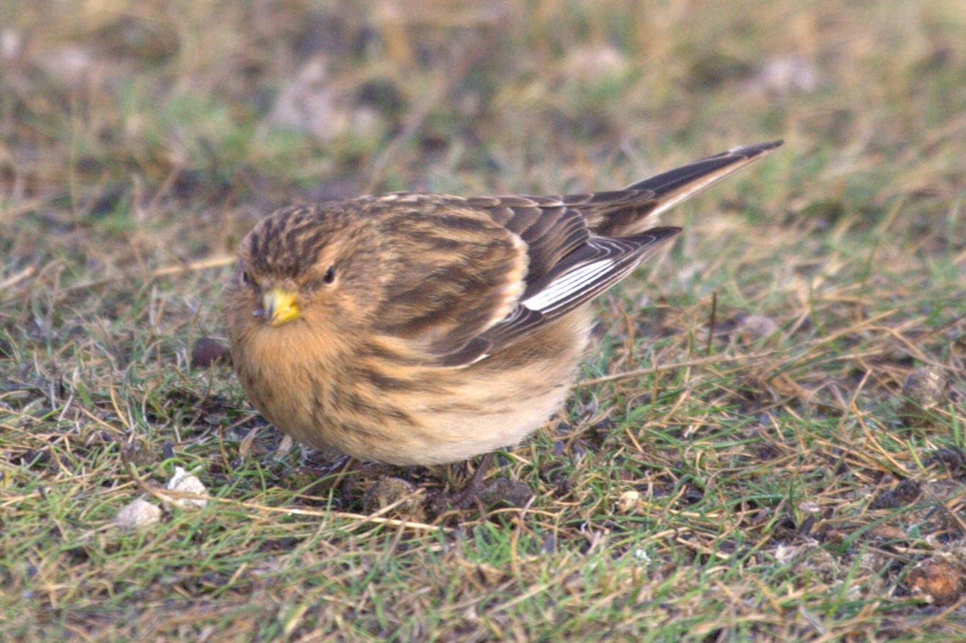 Twite rite ? Neston Quay, The Wirral UK | BirdForum