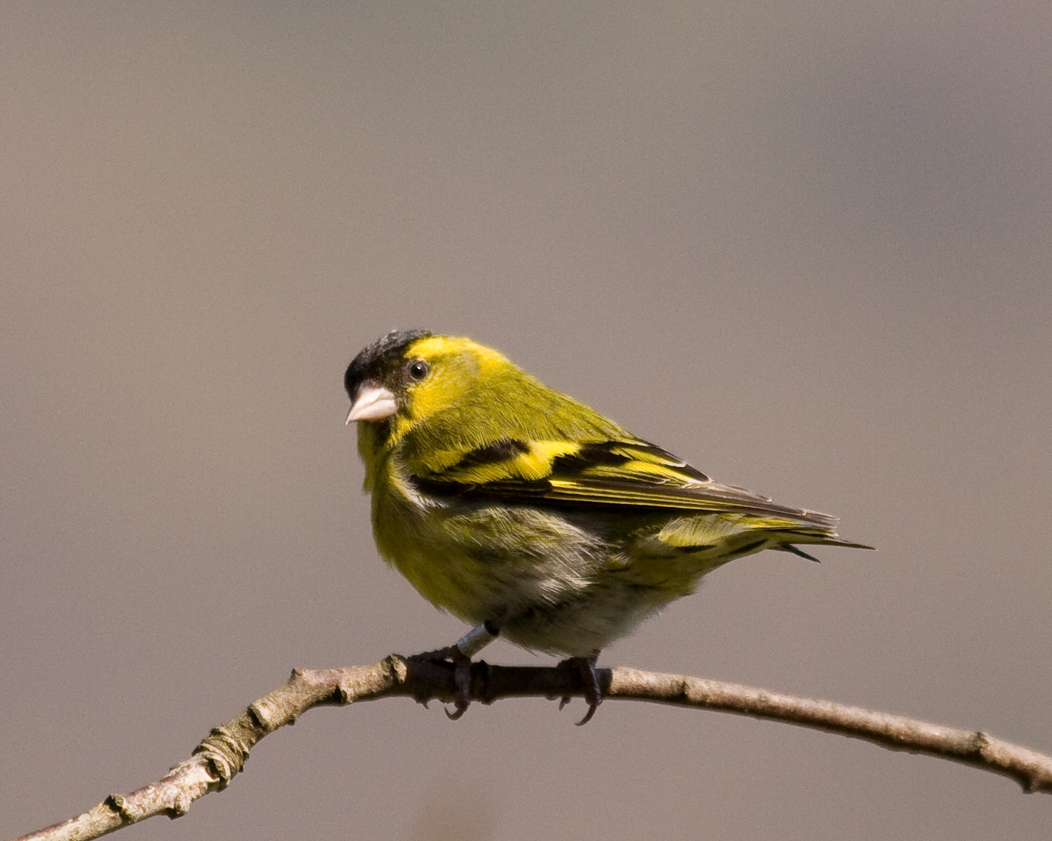 Ken's Photo Blog: Siskin