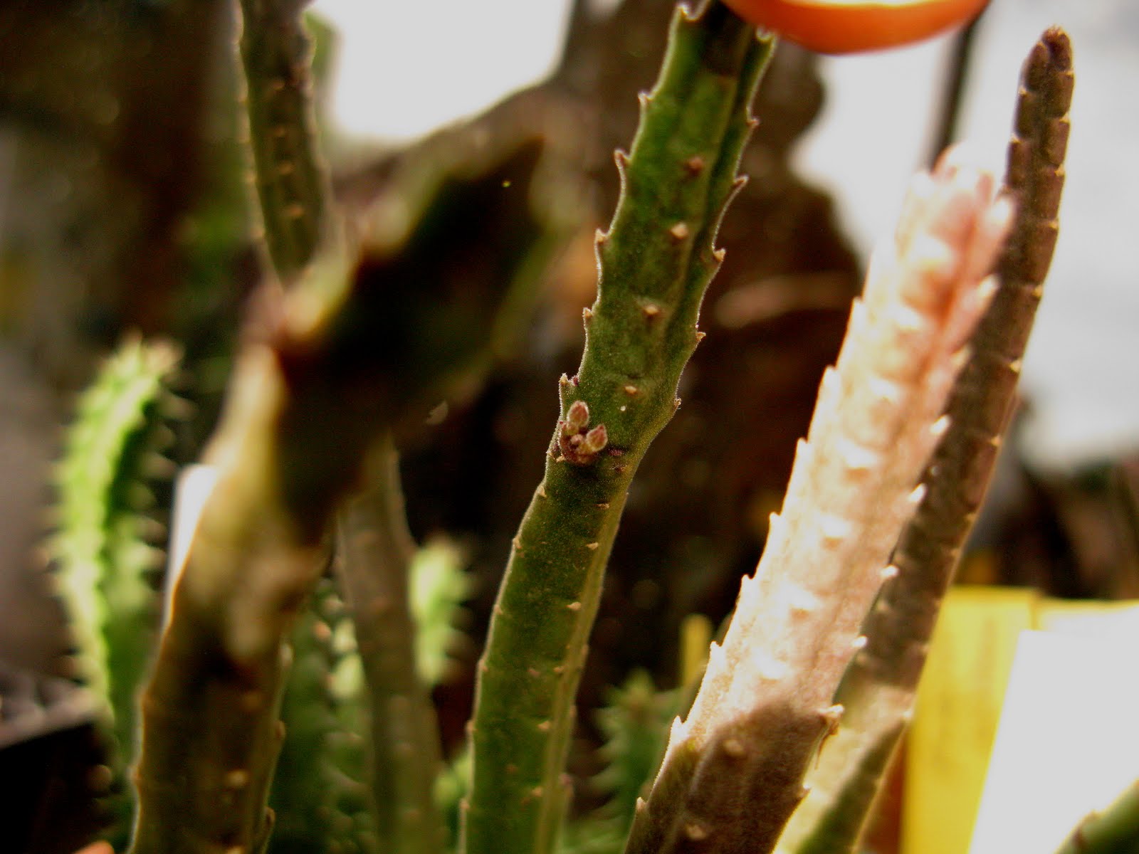 Asclepiadacitisagudisima: Stapelia paniculata subsp. scitula