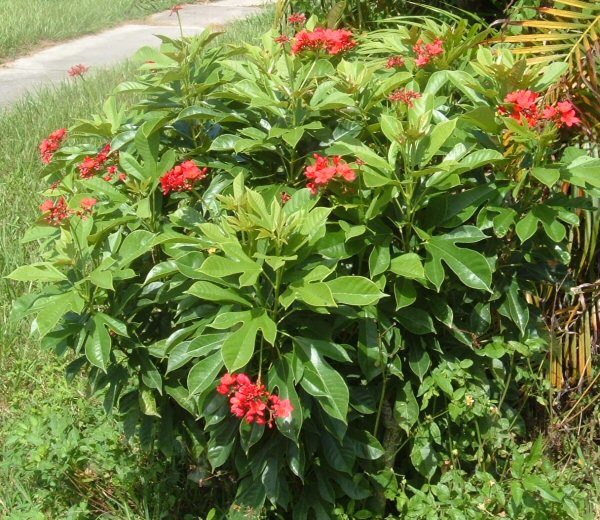 The Consummate Gardener: Florida Gardening and More: July 2010