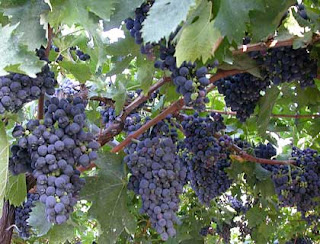 Ecologia applicata per studenti molto svegli: La vite: Ciclo vegetale e ...