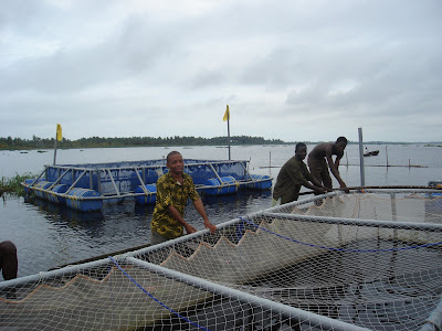Catfish Farming in Nigeria: CAGE CULTURE ON OPEN WATERS