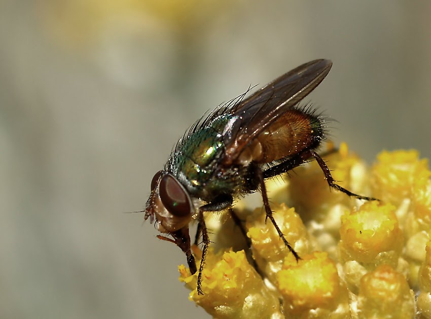 Moscarda verde. Mosca verde (Lucilia Caesar)