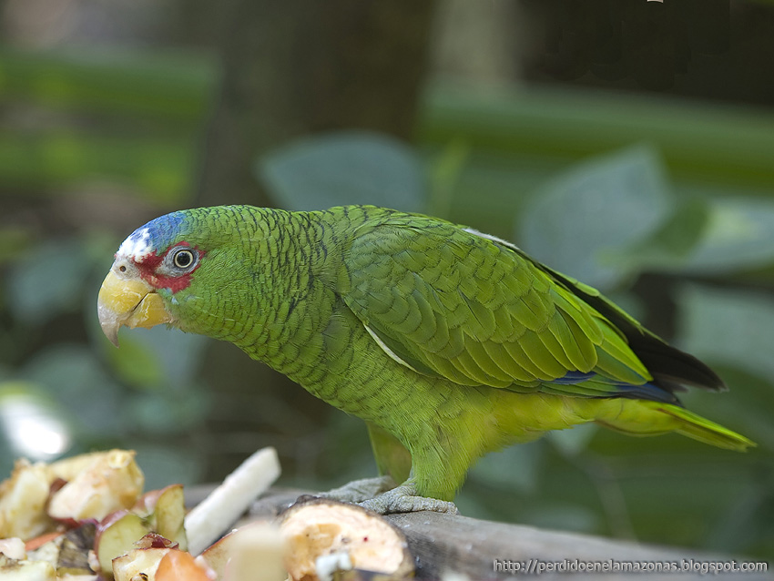 Amazona albifrons (Loro frente blanca, amazona frente blanca, cotorra)
