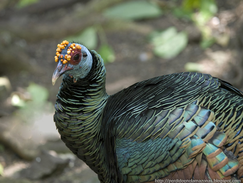 PERDIDO EN EL AMAZONAS: Meleagris ocellata (Guajolote ocelado, Pavo ...