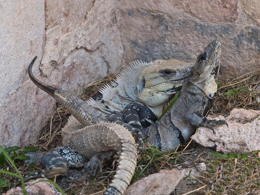 Ctenosaura Similis
