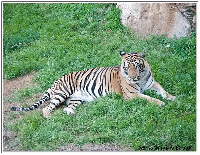PERDIDO EN EL AMAZONAS: Panthera tigris tigris (Tigre de Bengala)