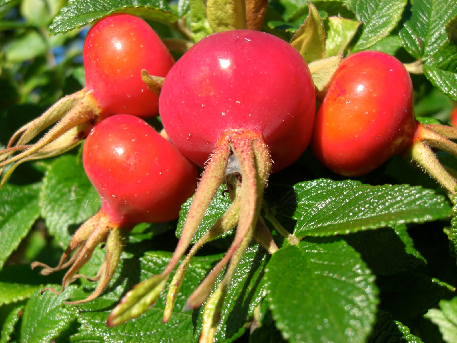 Allt inom hälsa, skönhet, makeup & hudvård: april 2010