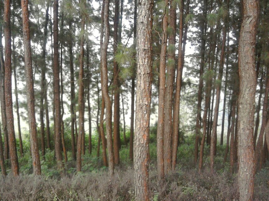 Exploring South India - Travel blog.....: Trip to Vagamon And Pattumala ...
