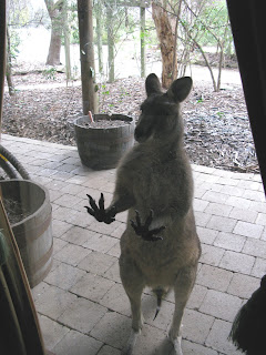 Our Creepy Kangaroo - The Professional Hobo