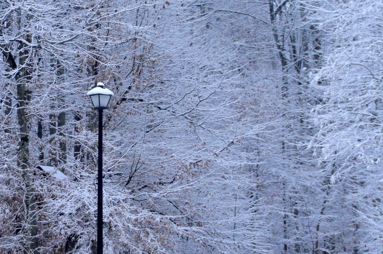 OBSERVATIONS WORKSHOP: FIRST SNOW