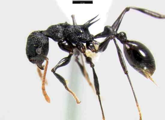 The Insect World: New insects discovered!