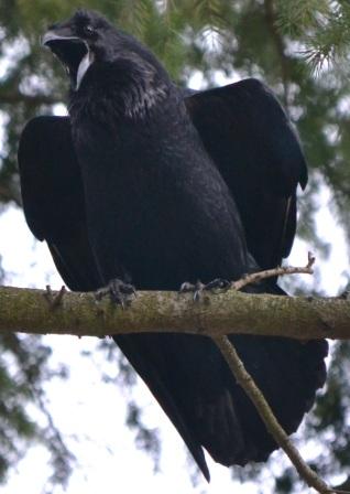 Bird of the Day: Common Raven