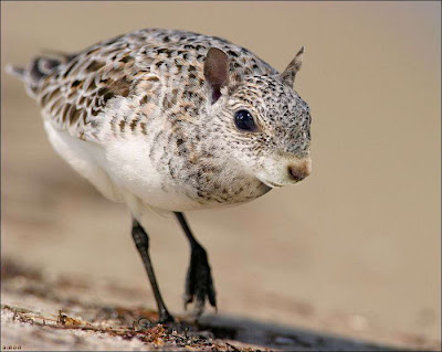 THE BEST COMMENTS أفضل تعليق: Non Existent Animals