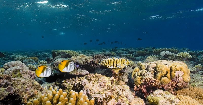 BIOLOGY OF COOK ISLANDS ~ Klima Naturali™