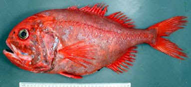 Brian Walters in Barkers Creek: Orange Roughy