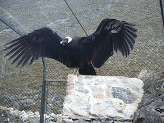 Servicios Turísticos Mérida