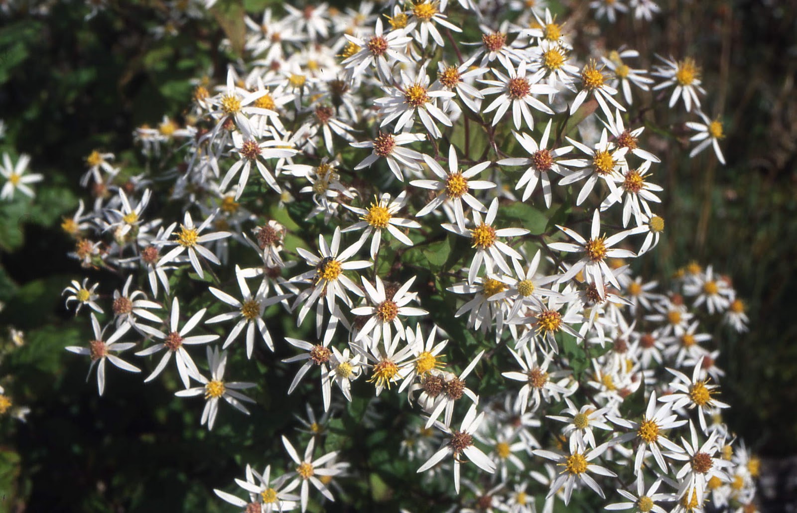 Kim's Garden: Garden Design