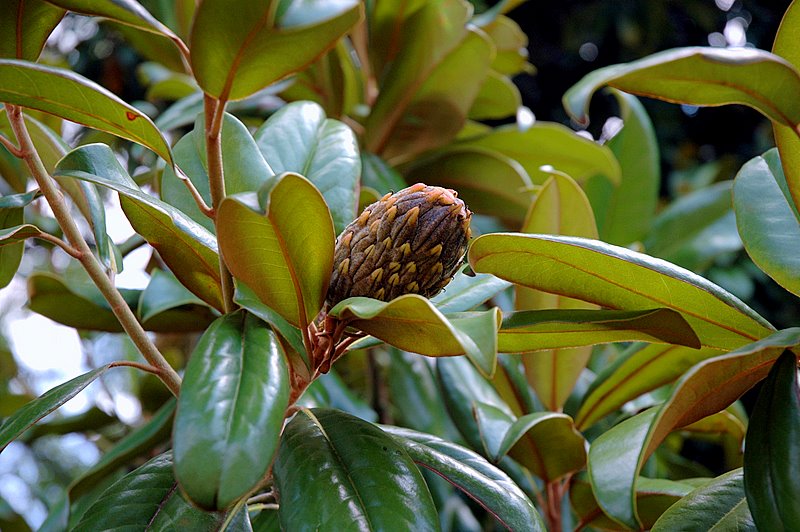 Selma, Ala. Daily Photo: The Magnolia Cone