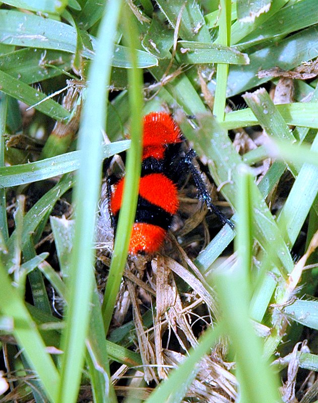 Selma, Ala. Daily Photo: Red Velvet Ant