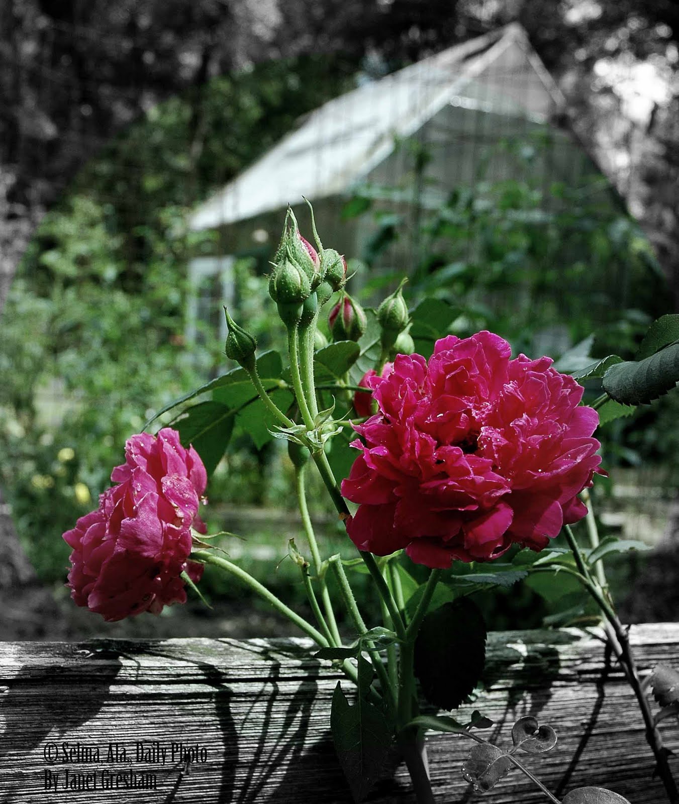 Selma, Ala. Daily Photo: Climbing Roses