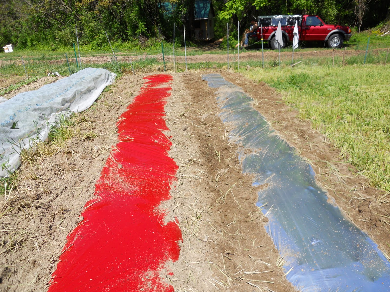 Turtle Hill Farm: Red and Silver Plastic Mulch