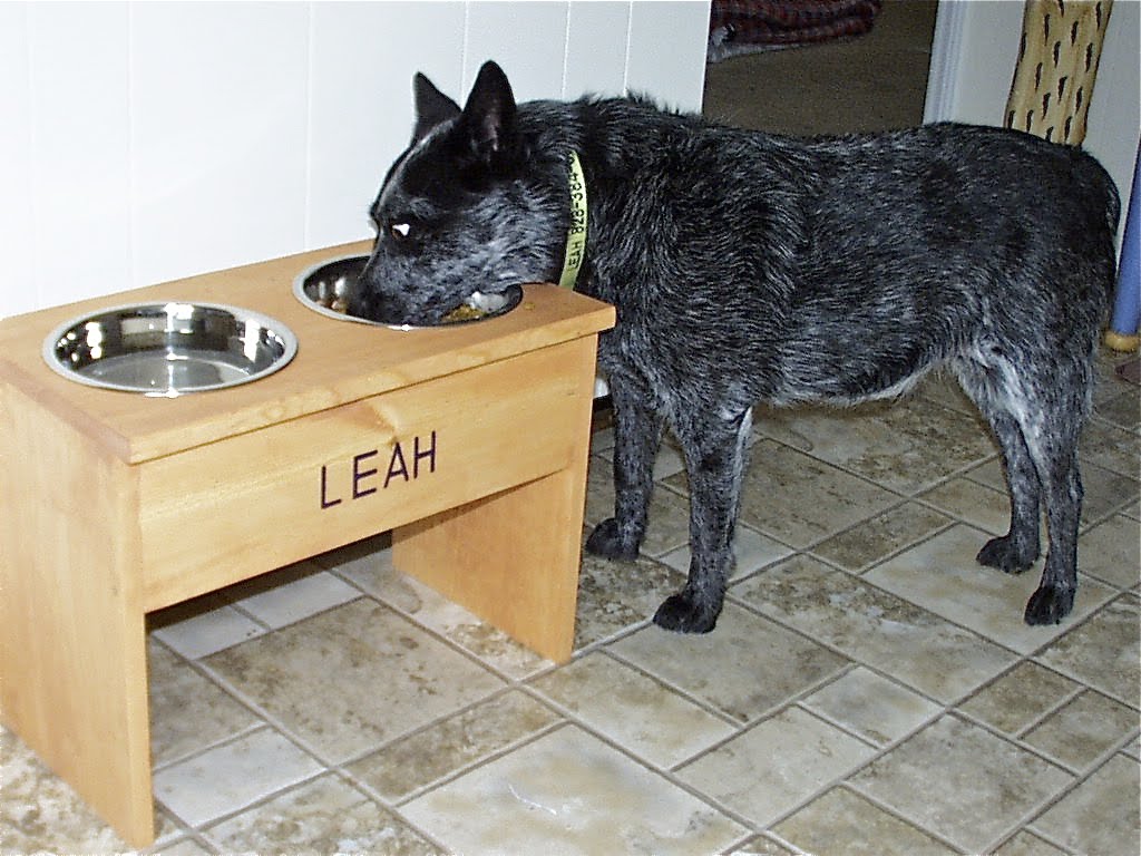 Laura Winzeler Designs: Mosaic Dog Buffet! For The Dogs Who Truly Have ...