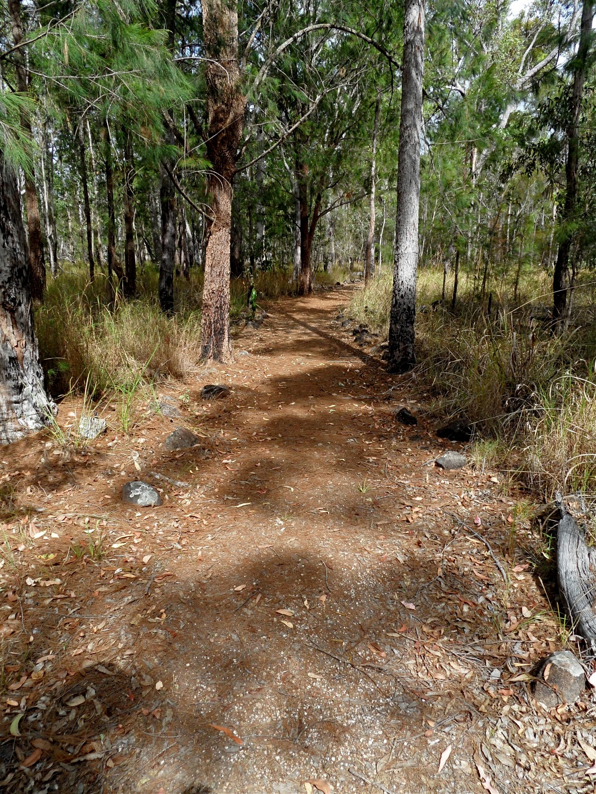 Avan Touring in Australia: Ravenshoe
