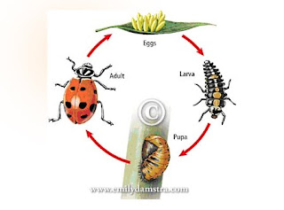 MY SMARTYPANTS KIDS: LADYBUGS