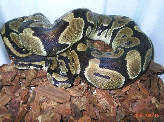 MLReptiles.: Pitón Real (Python regius)