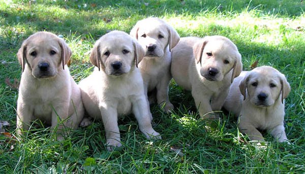 Cute Puppies Picture: Labrador Retriever Cute dog