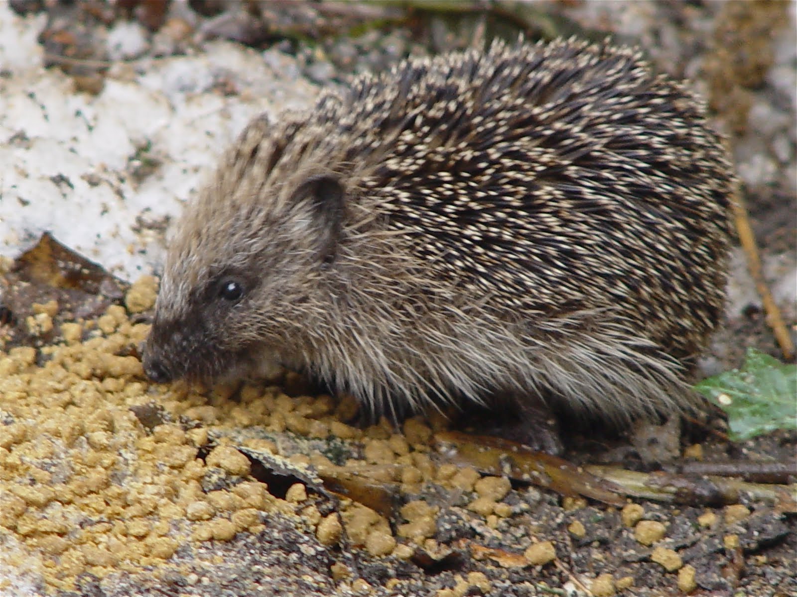 HET WERK: Egel, Erinaceus europeaus