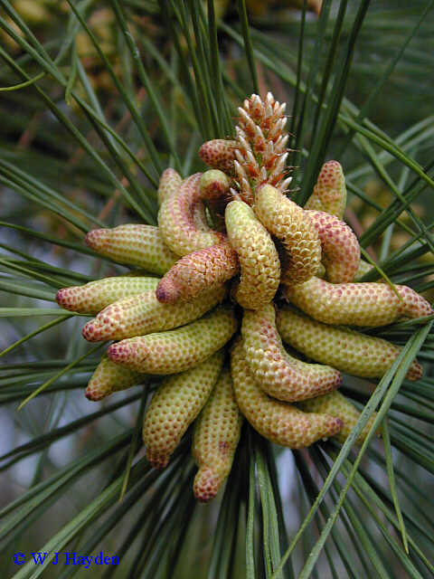 Reeya_Kapoor: GYmnospermae