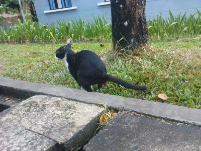 Cara2 tak nak bagi kucing berak di laman depan / belakang rumah anda ...