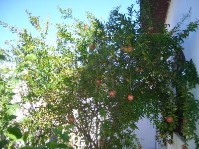 Fotos da Adri: Pé de romã