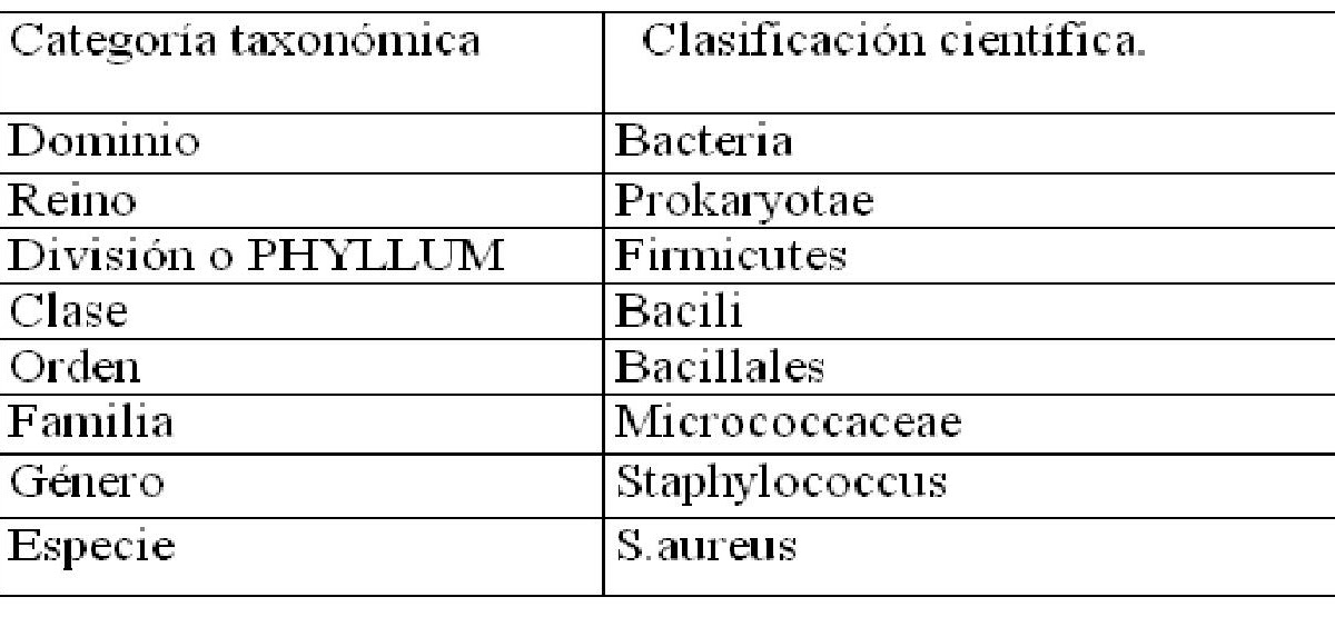Staphylococcus aureus: Introducción: